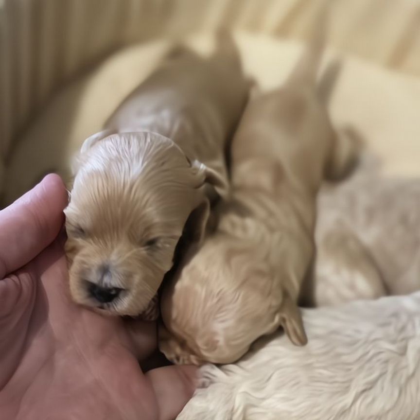 Мальтипу, щенок