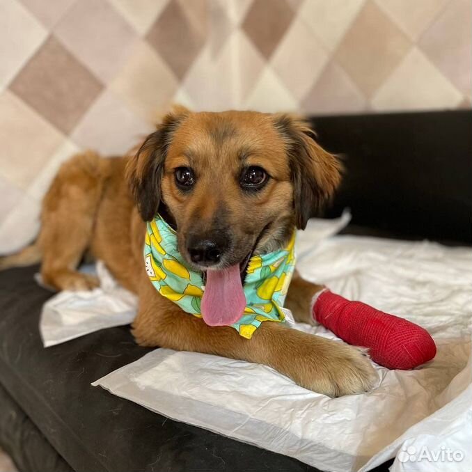 Маленькая собака с тяжелой судьбой в дар