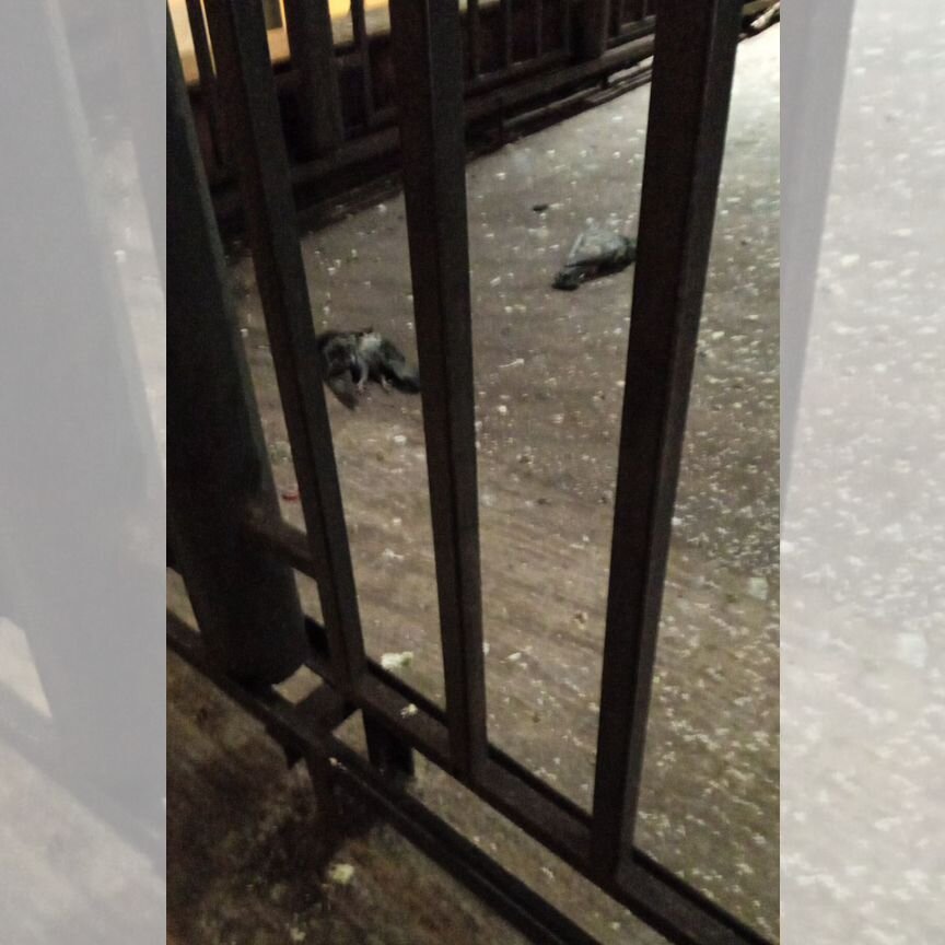 Замерзающие птенцы голубей