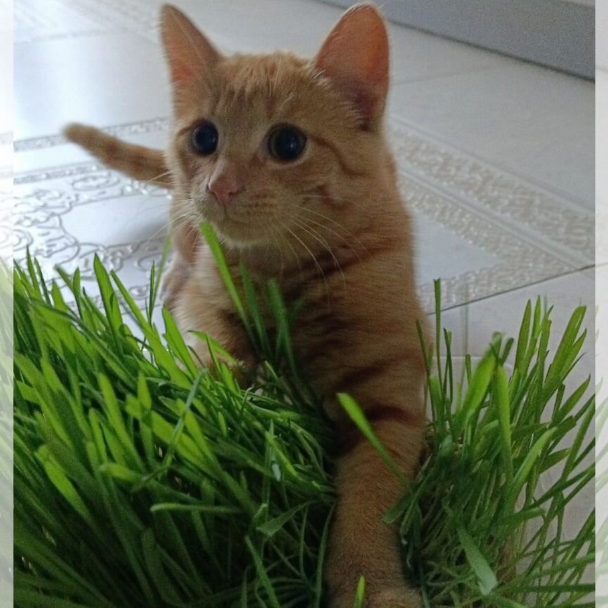 Рыжий котенок в добрые руки