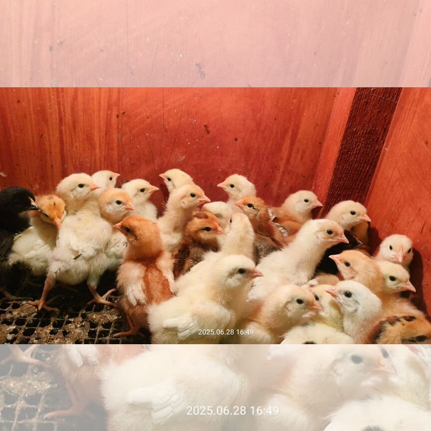 Цыплята домашние несушки 7 дней