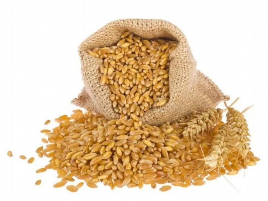 Зерно пшеница