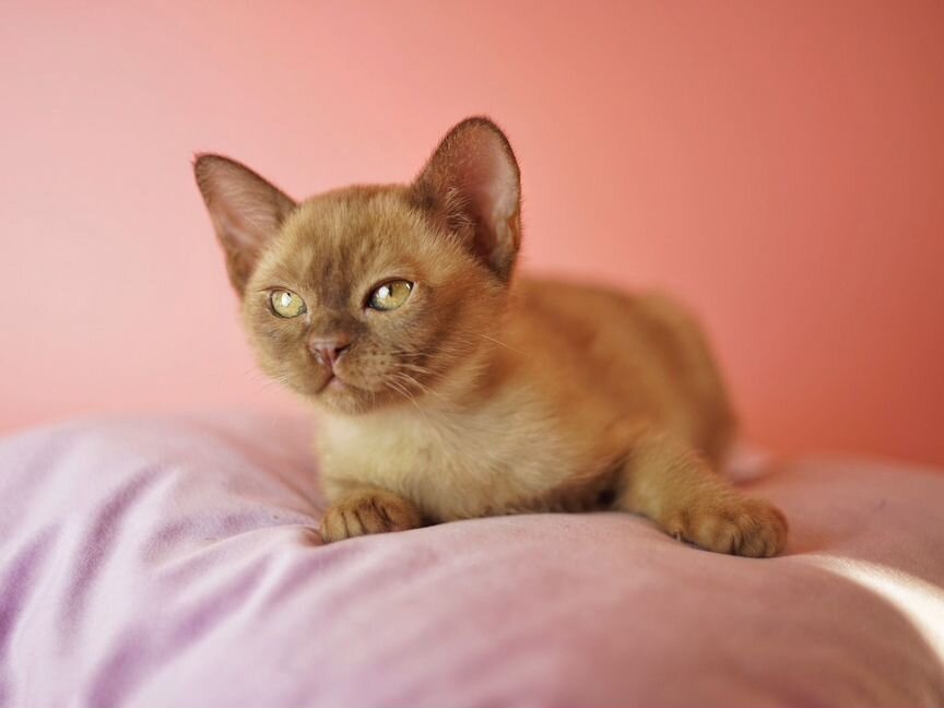 Бурма шоколад