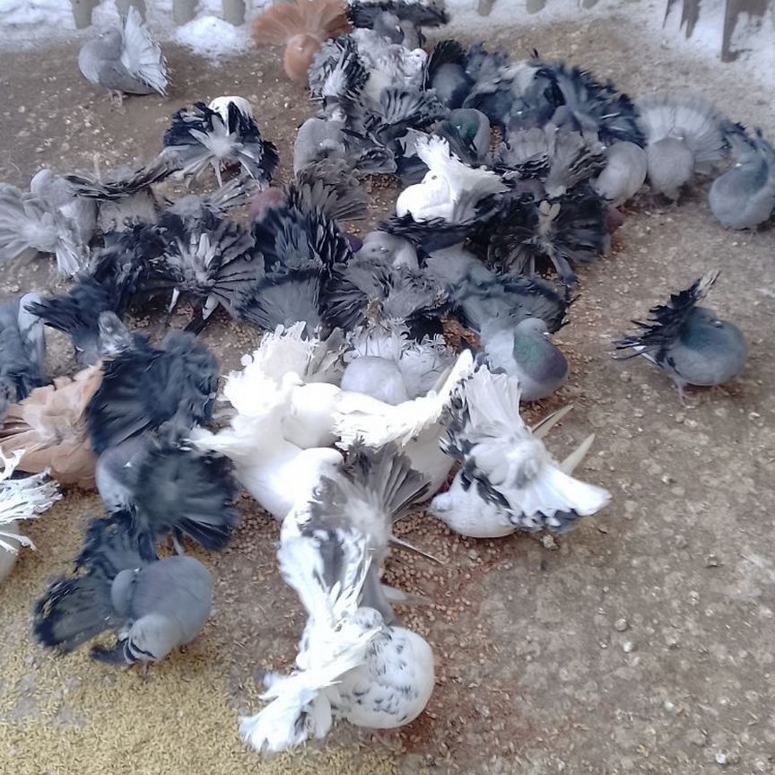 Продам Голубей