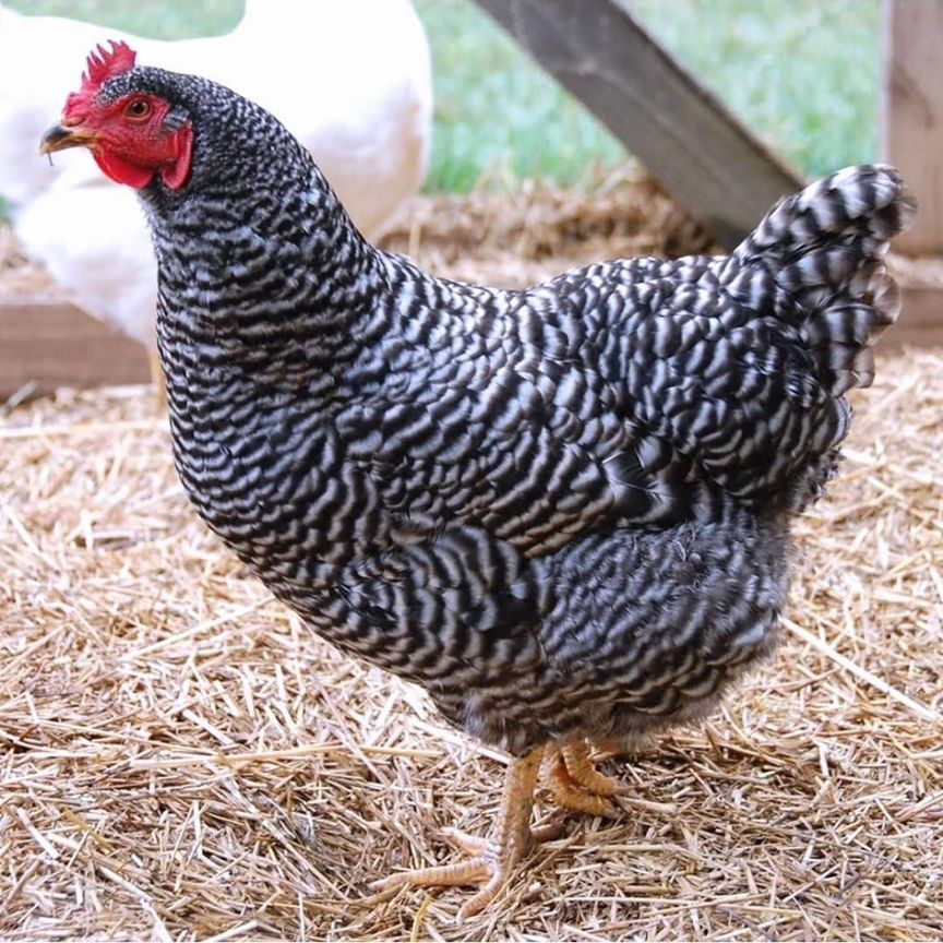 Куры молодки несушки доминант