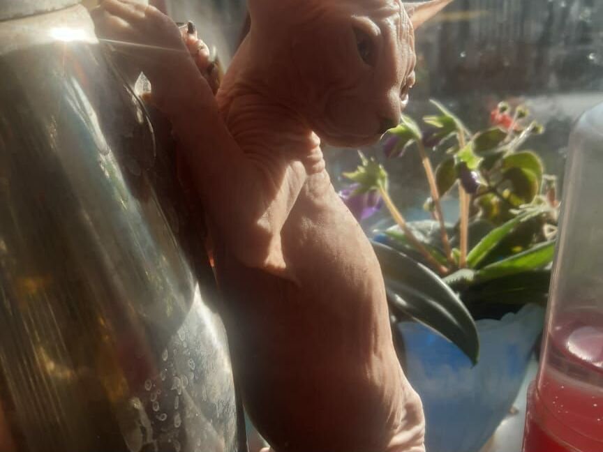 Донской сфинкс котенок девочка