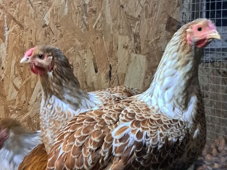 Виандот инкубационное яйцо