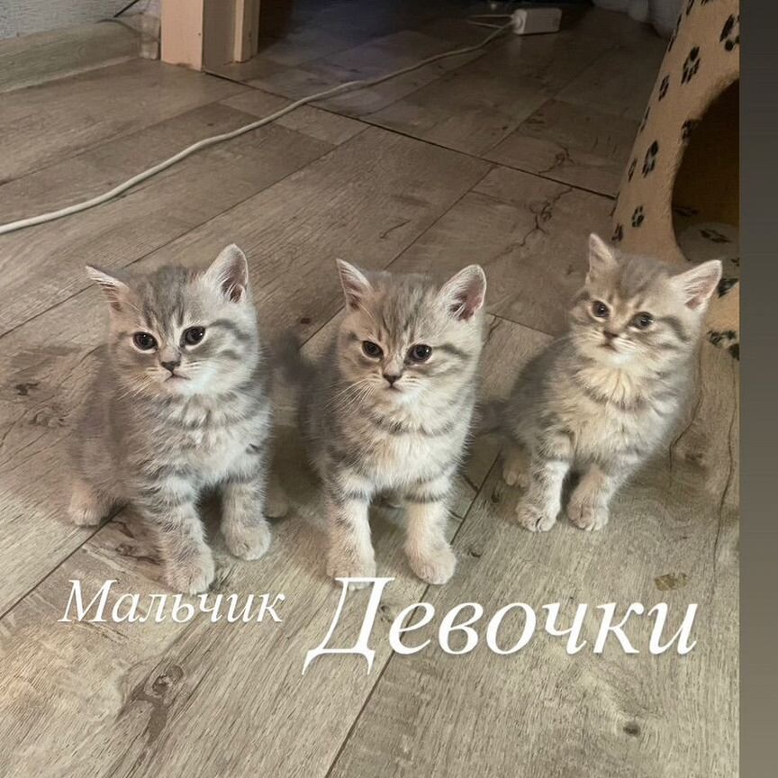 Британские котята