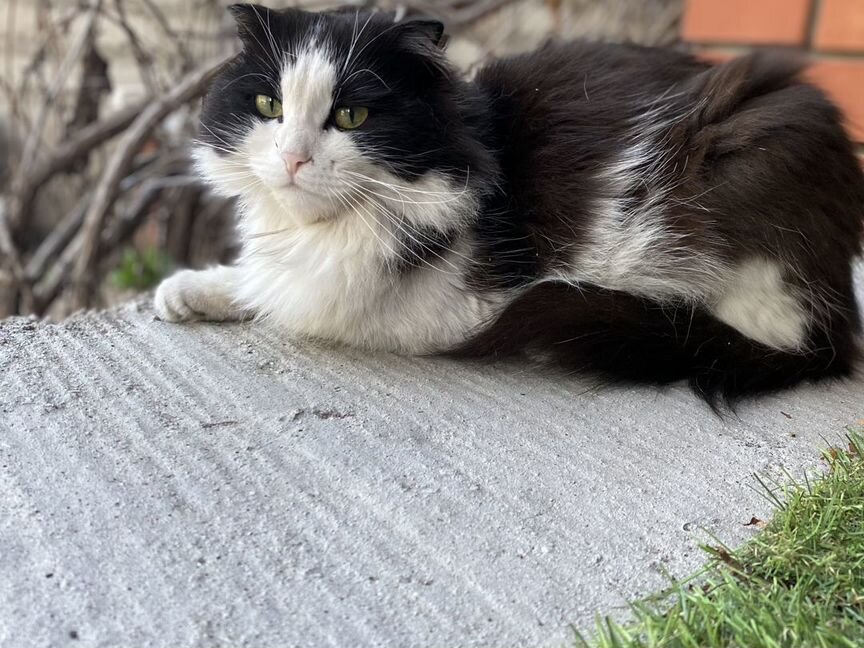 Молодая кошка в добрые руки