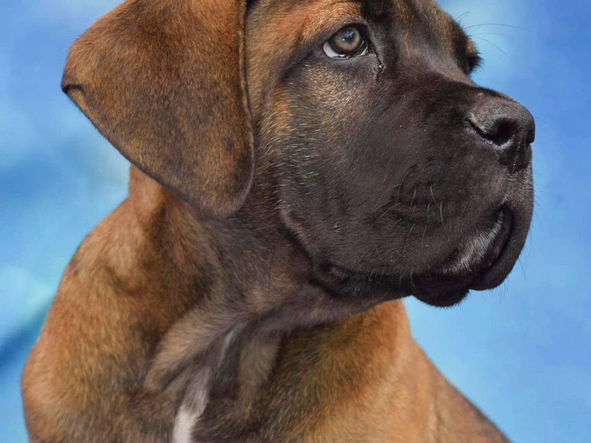 Щенки кане корсо