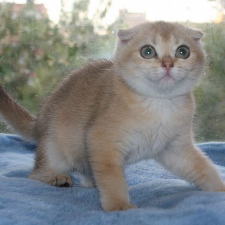 Шотландский вислоухий короткошёрстный котёнок