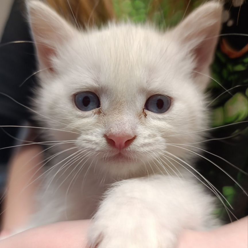 Котики в дар