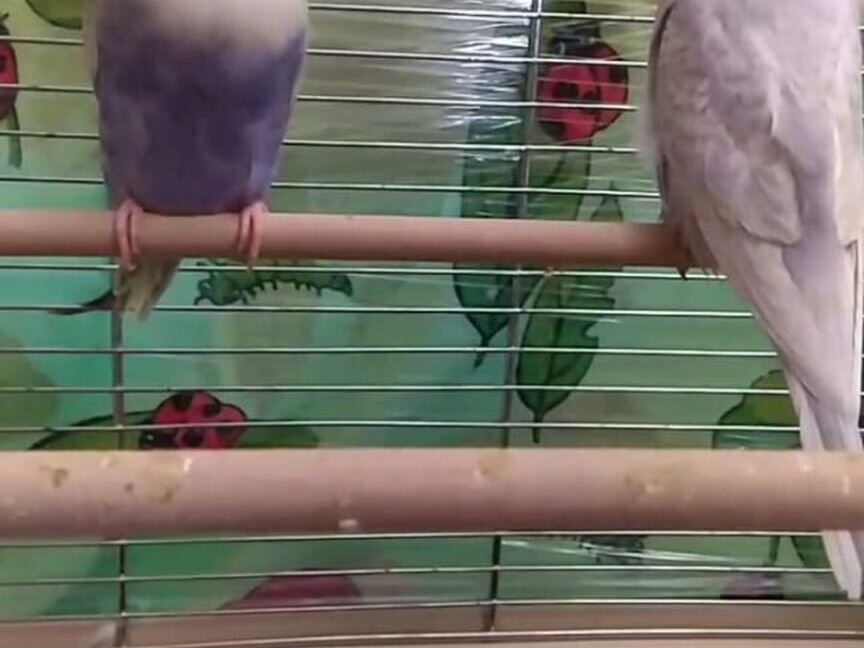 Попугаи получех симпатичкая пара