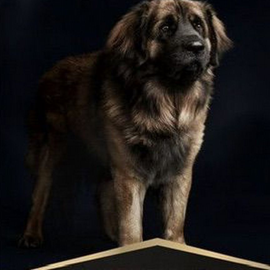 Корм для собак pro plan ягненок 14 кг