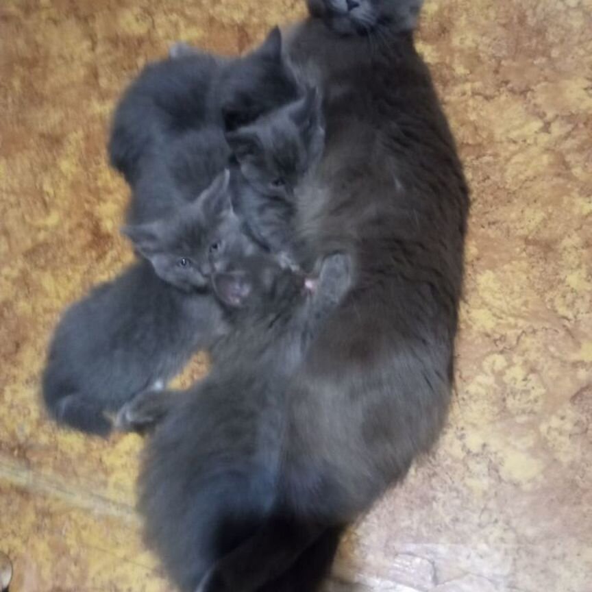 Милая кошечка