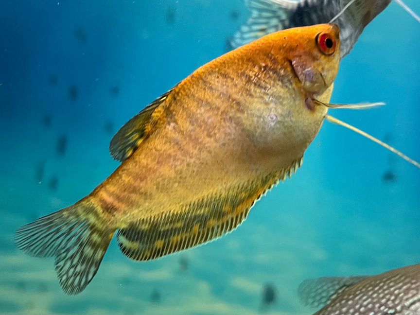 Гурами золотой самочка