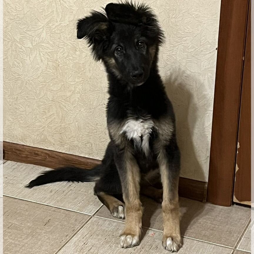 Щенок в добрые руки