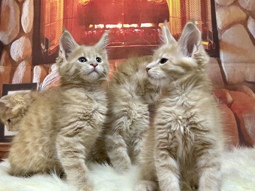 Золотые мейнкуны из ларца-одинаковы с лица