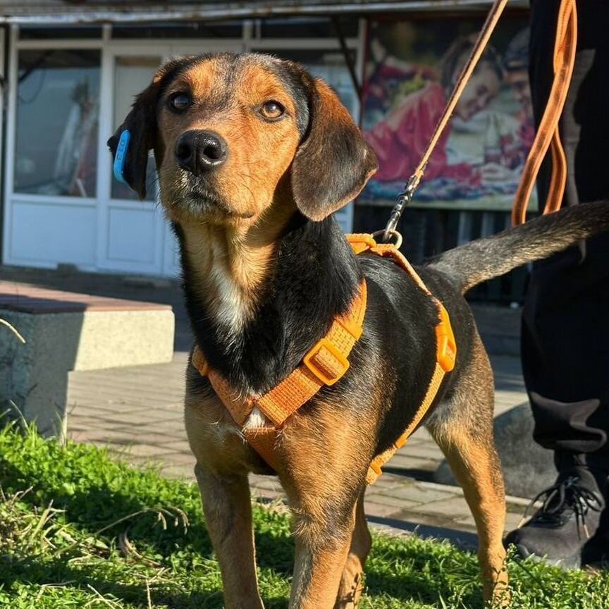 Взрослая собака в добрые руки