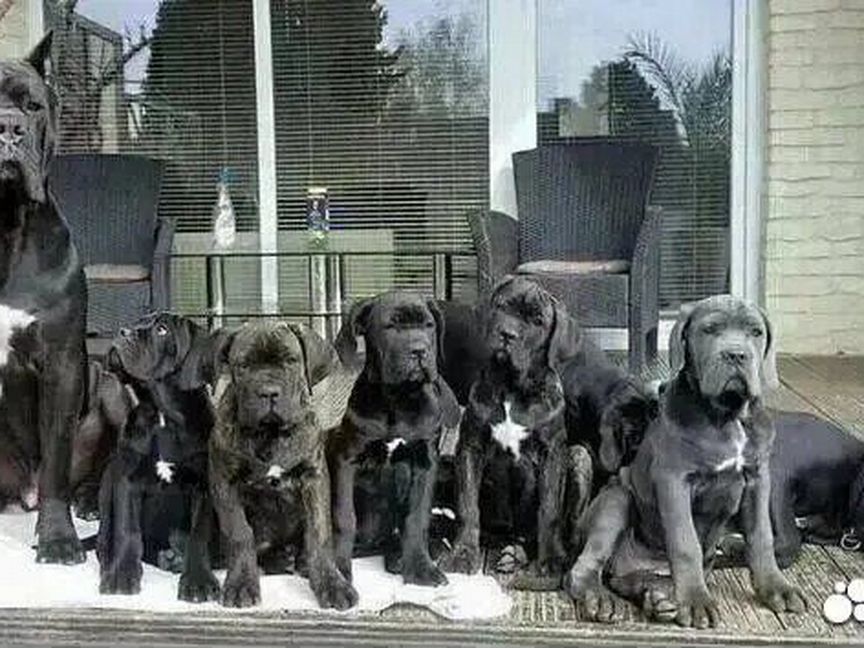 Кане Корсо - Лучшие из Лучших