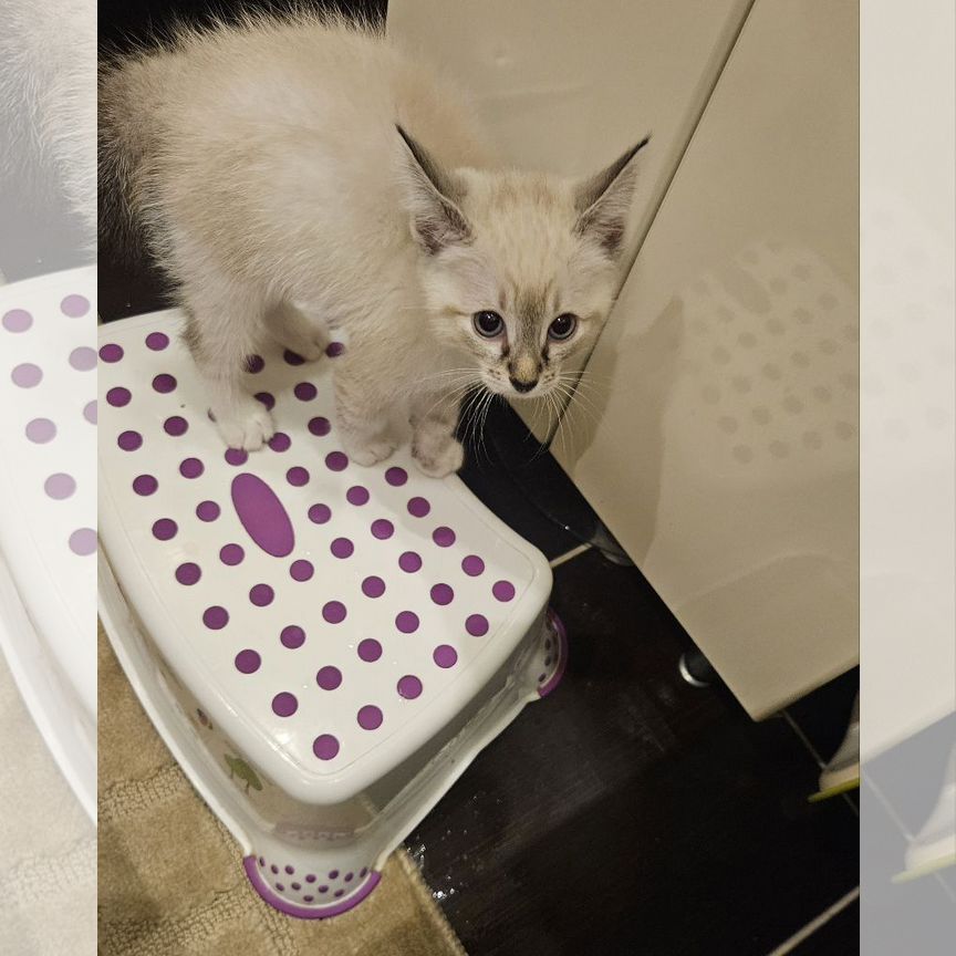 Котёнок 2 месяца