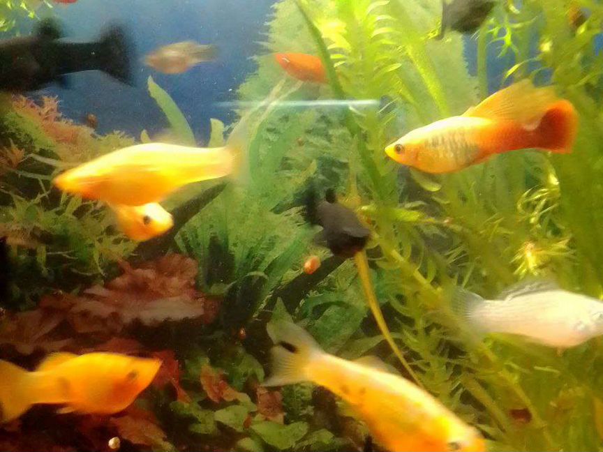 Аквариумные рыбки
