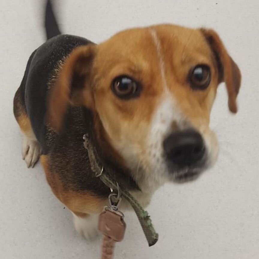 Взрослая собака в добрые руки