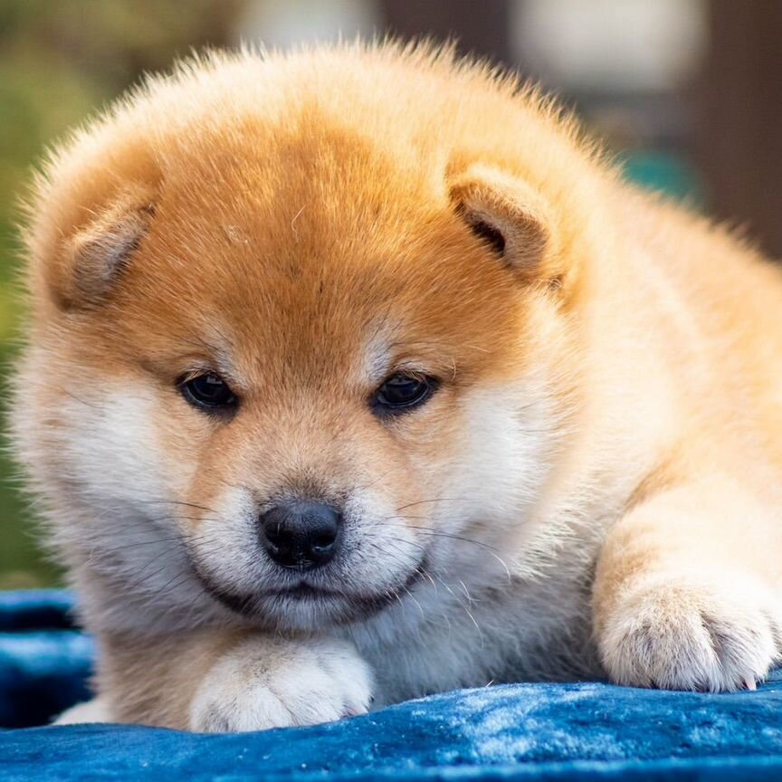 Сиба-ину, щенок