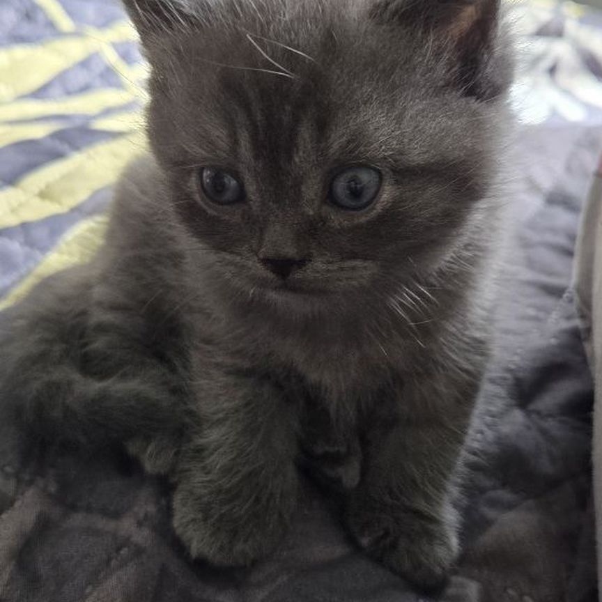 Шотландский вислоухий короткошёрстный котёнок