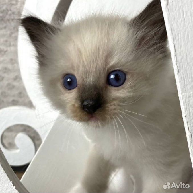 Котенок сил миттед мальчик