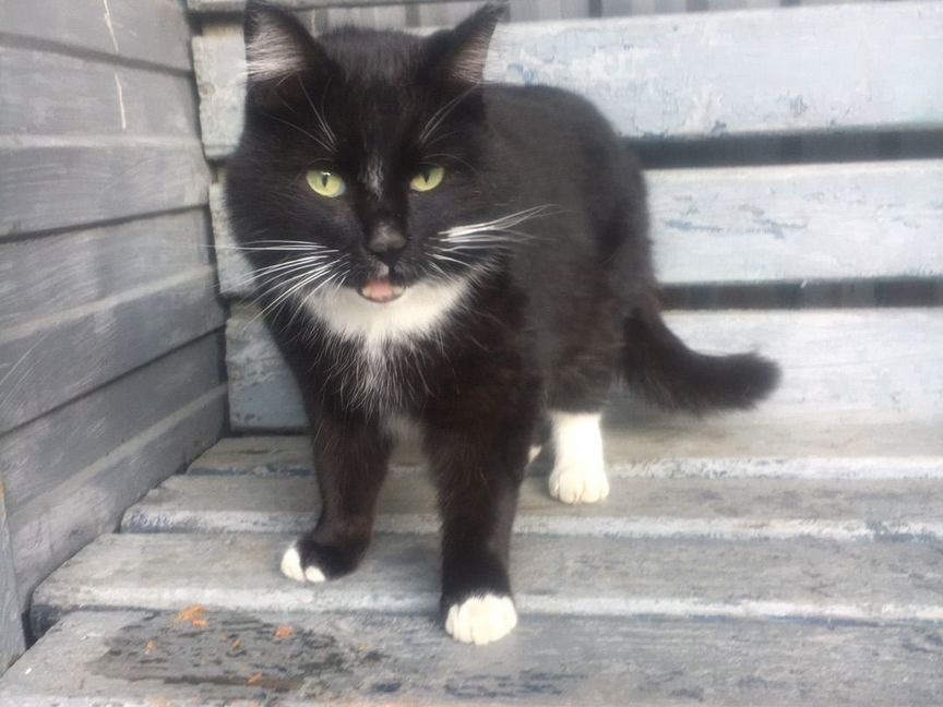 Ласковая Нюся, нуждается в доме