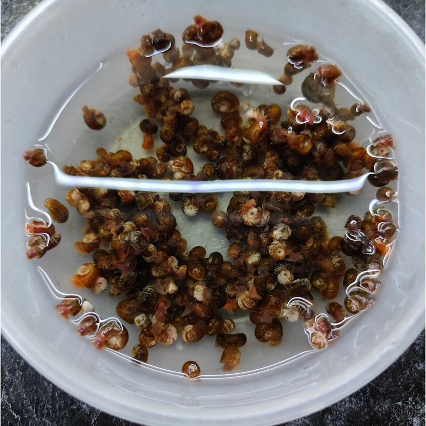 Улитки катушки