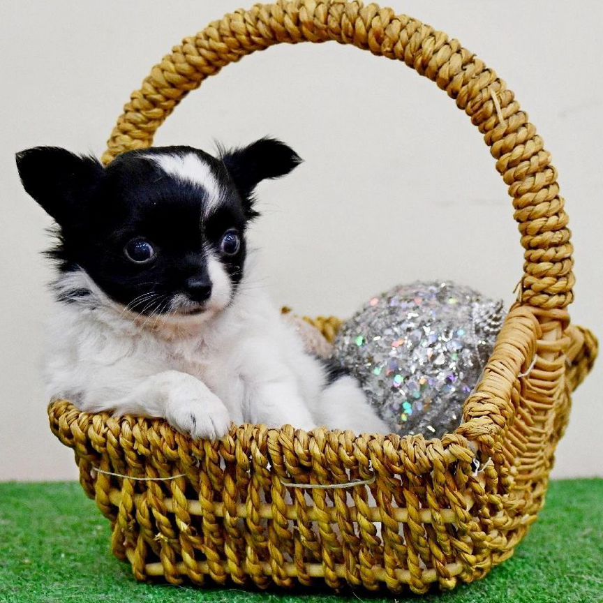 Щенок чихуахуа