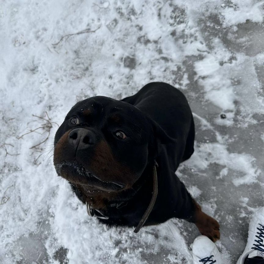 Вязка ротвейлера