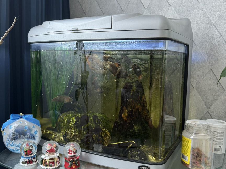 Аквариум с рыбкой отдам