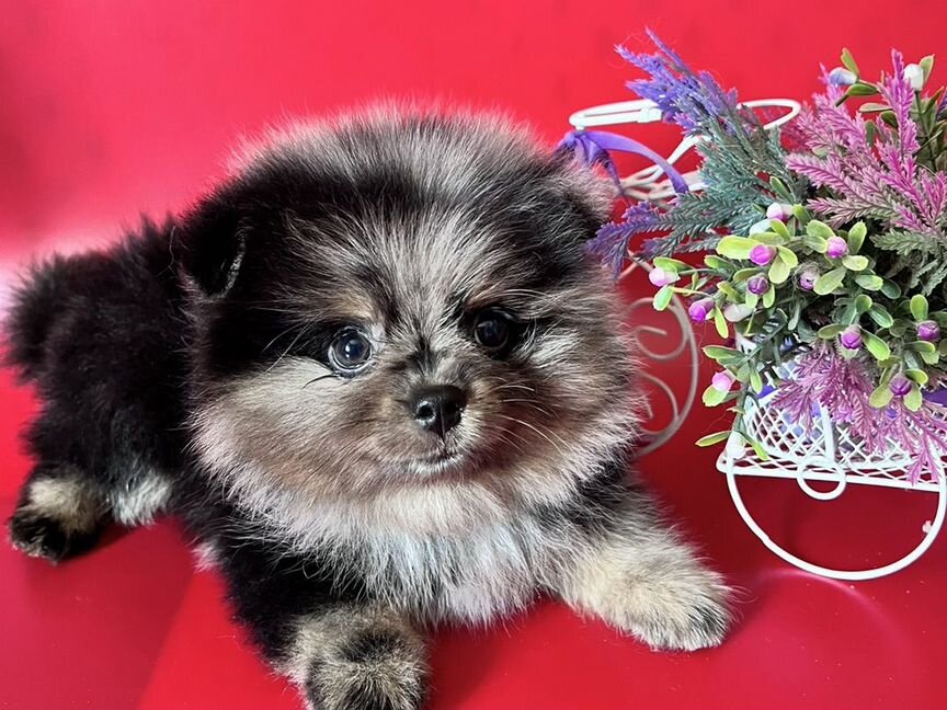 Щенки шпица мерле