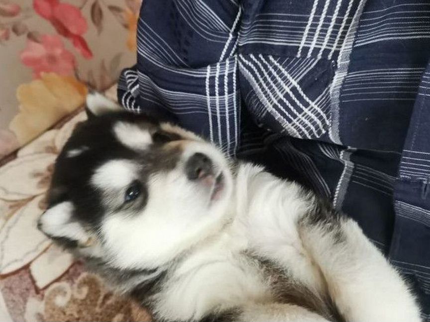 Метис маламута и лайки