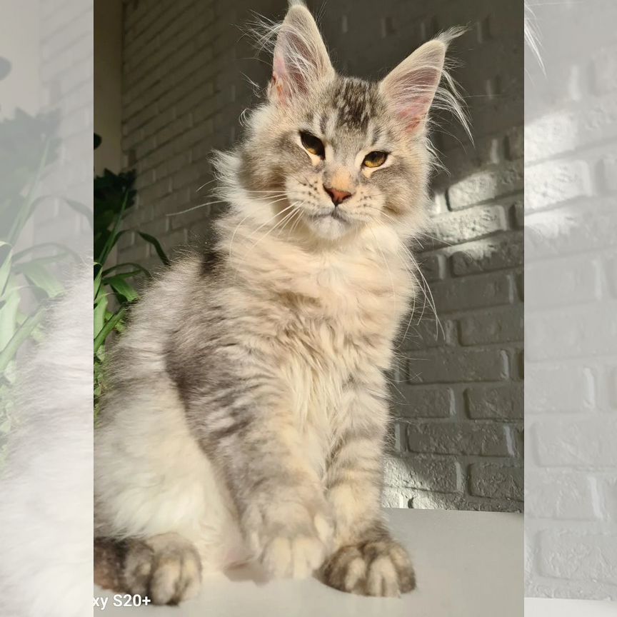 Мейн-кун котёнок