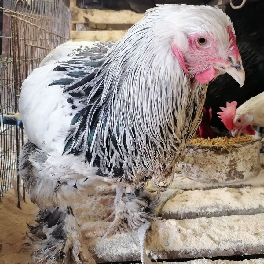 Петушок Брама