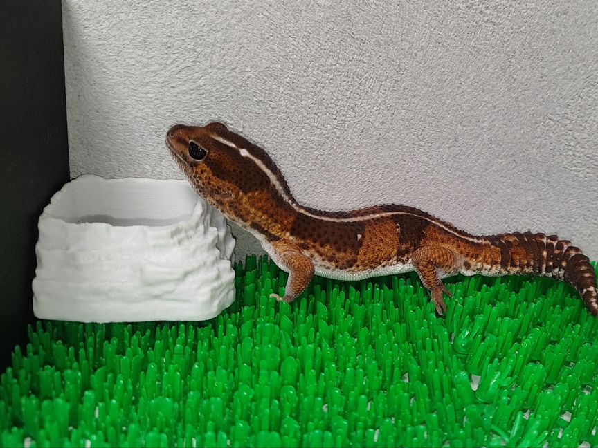 Поилка, укрытие, термошнур для рептилий