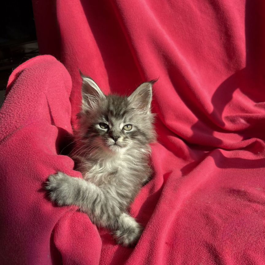 Котёнок мейн-кун мальчик