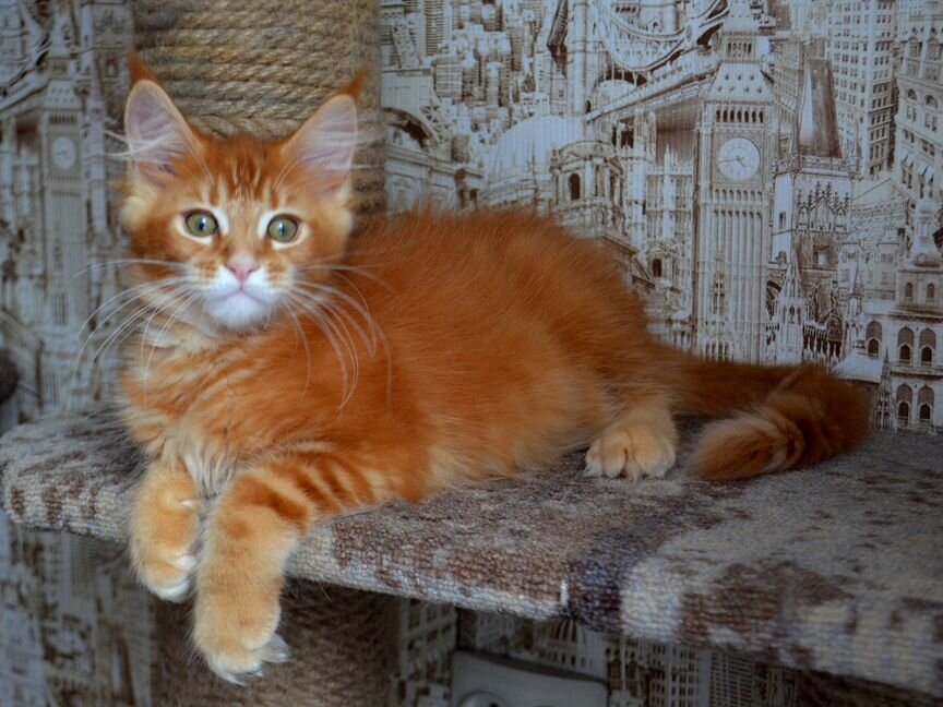 Кошечка Мейн-Кун Ханна Анже-де-Санте