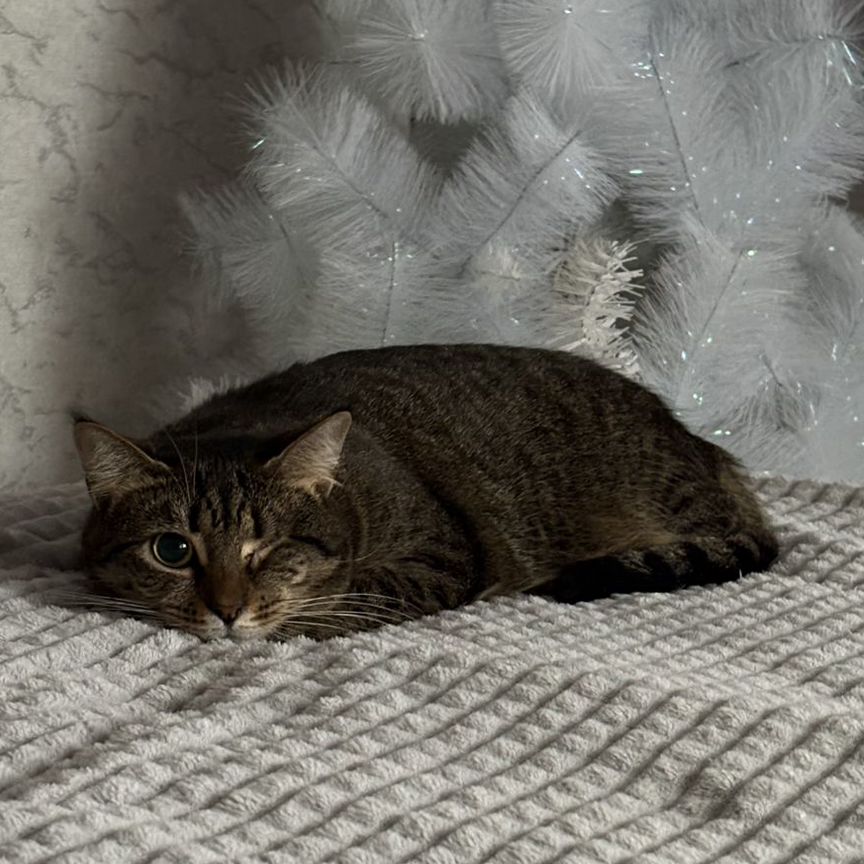 Взрослая, кошка в добрые руки