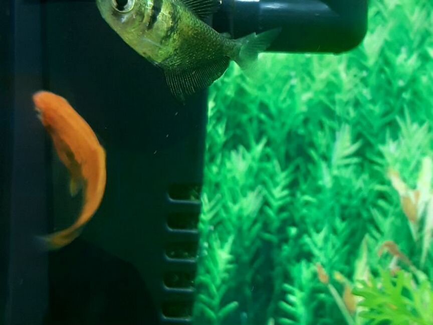 Рыбки: Тернеции,сомики