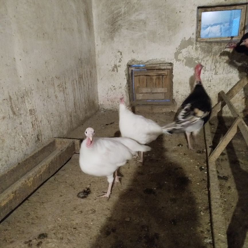 Индюки на племя