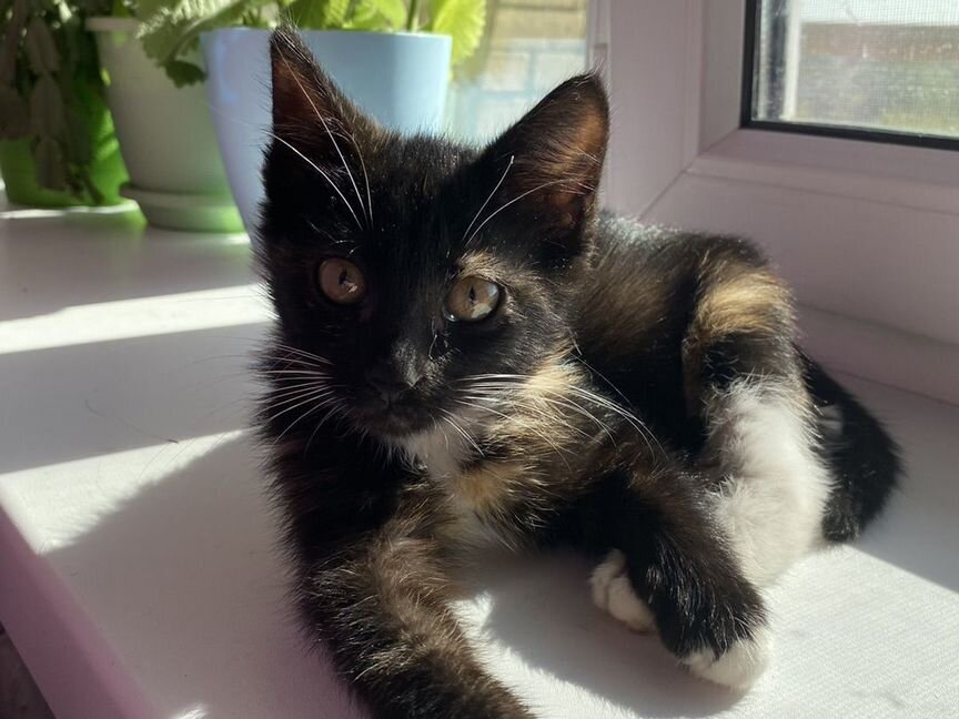Котёнок бомжик в добрые руки