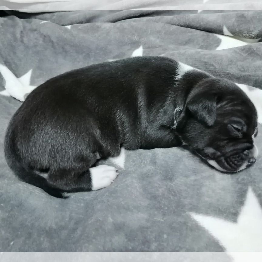 Чистокровный стаффтерьер щенки