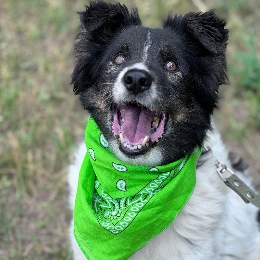 Собака ждет