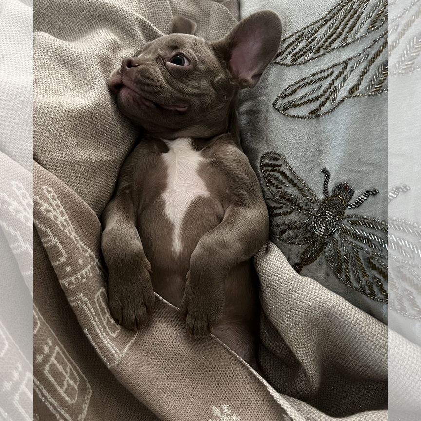 Собака французский бульдог