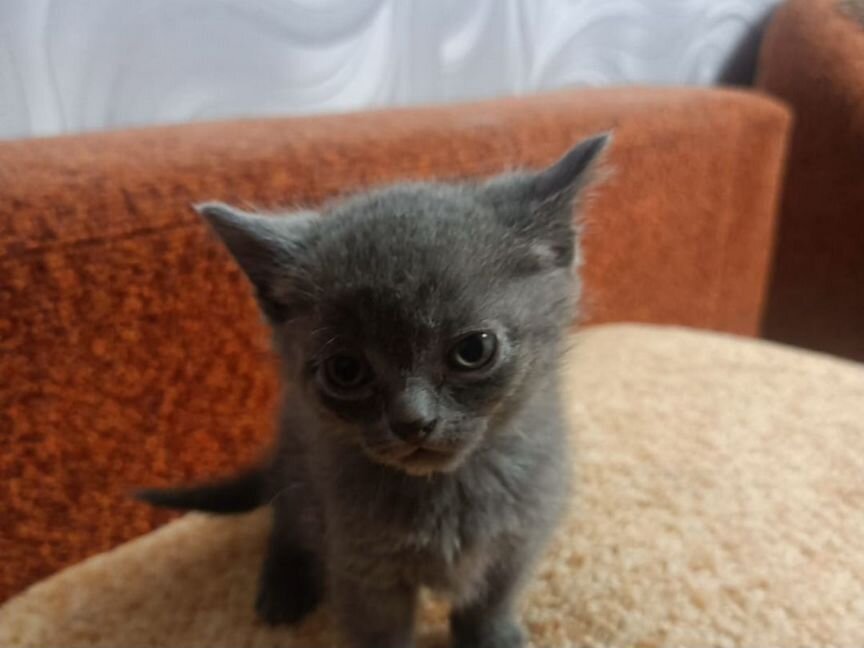 Котята в добрые руки бесплатно